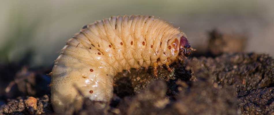 Signs Your Lawn Has Grubs