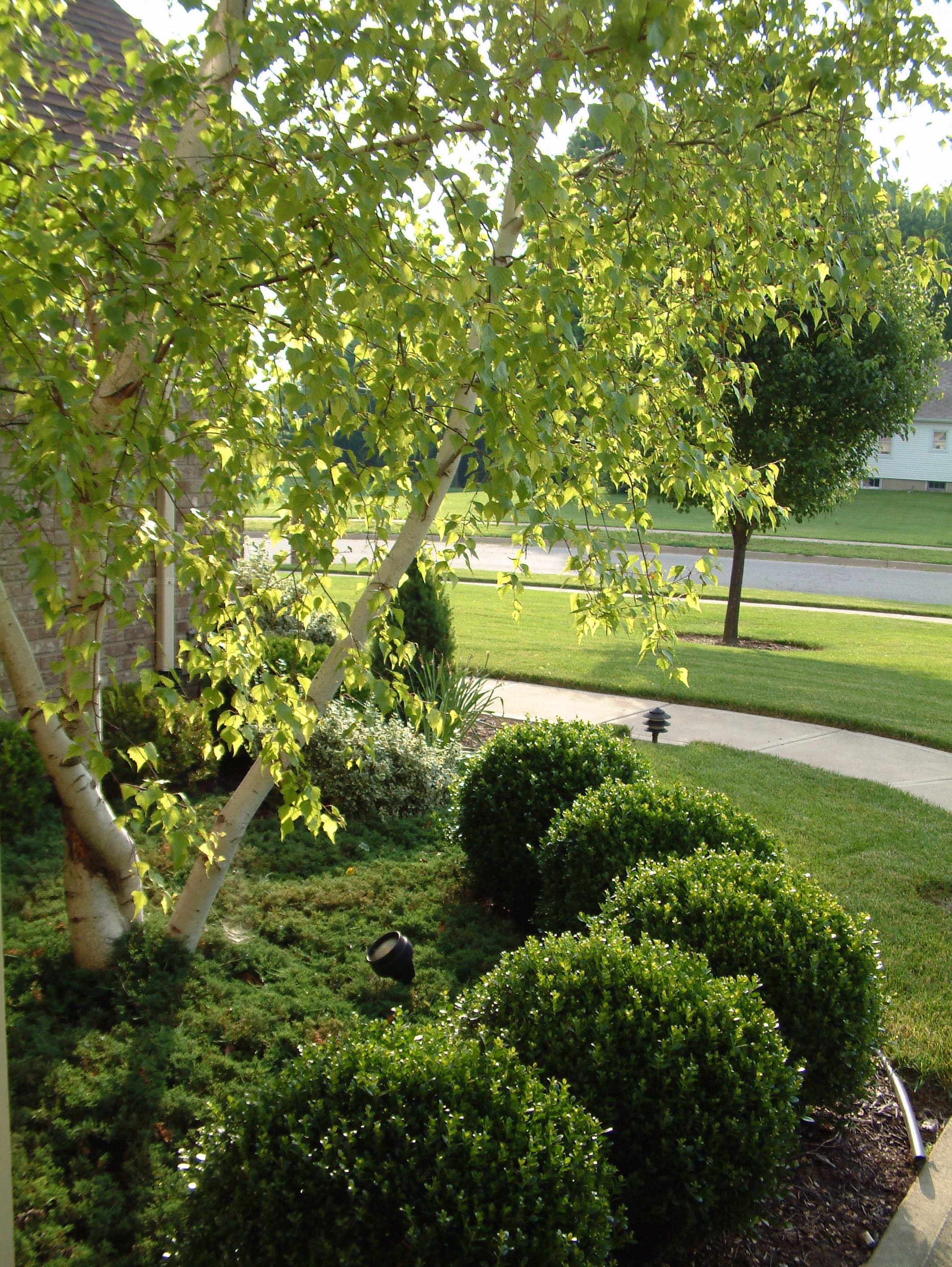 The Best Trees for Homeowners in Pennsylvania (With Pictures) | LawnRx ...
